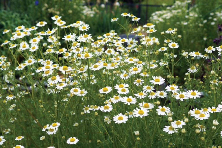8 Great Herbs Easily Grown from Seed - Fine Gardening