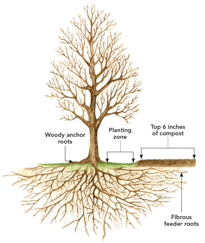 Shade Gardening: How to Plant Under Mature Trees and More - Fine Gardening