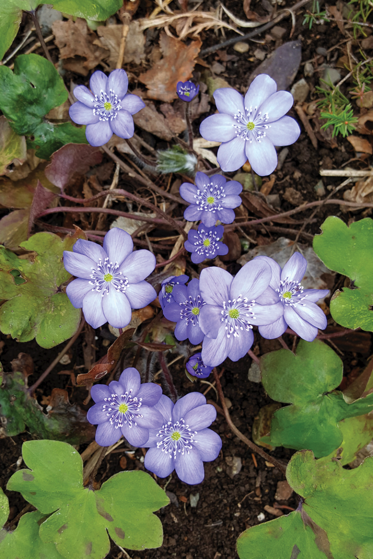 New Hardy Shade Plants to Grow Instead of the Usual Suspects - Fine ...