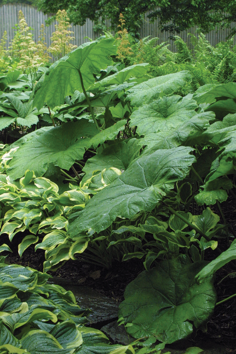 New Hardy Shade Plants to Grow Instead of the Usual Suspects - Fine ...