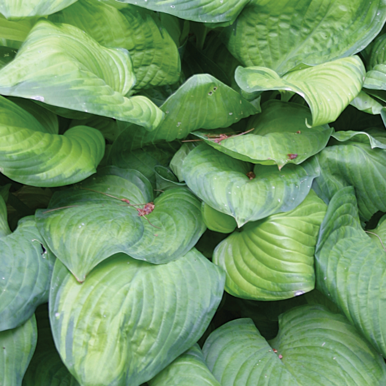 New Hardy Shade Plants to Grow Instead of the Usual Suspects - Fine ...