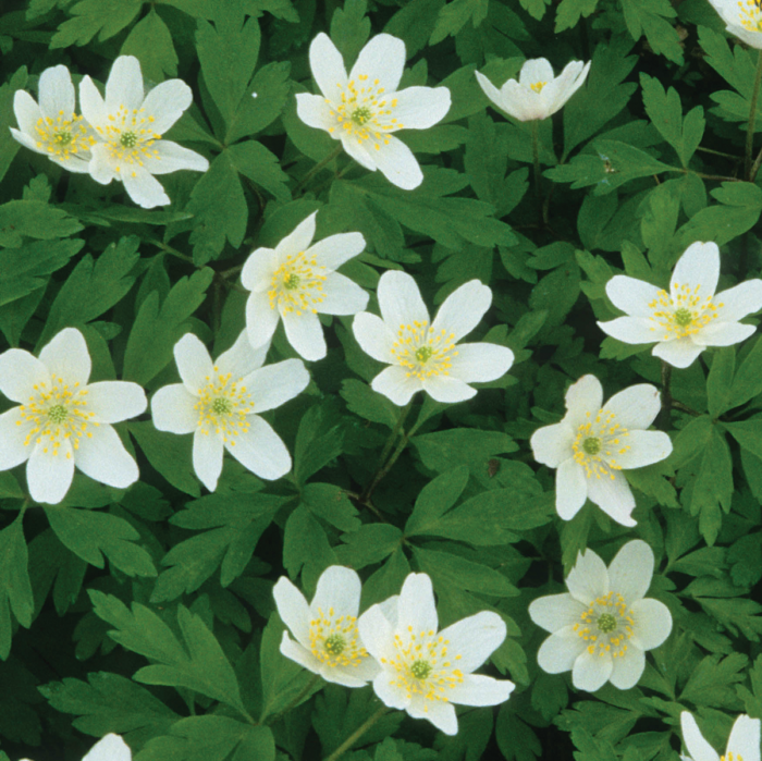 New Hardy Shade Plants to Grow Instead of the Usual Suspects - Fine ...