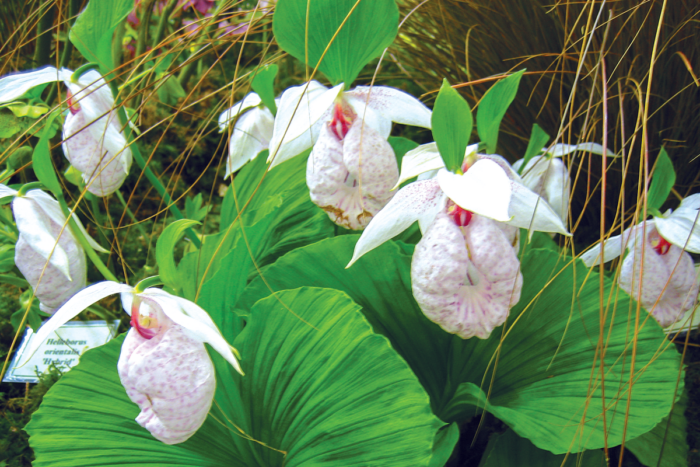 New Hardy Shade Plants to Grow Instead of the Usual Suspects - Fine ...