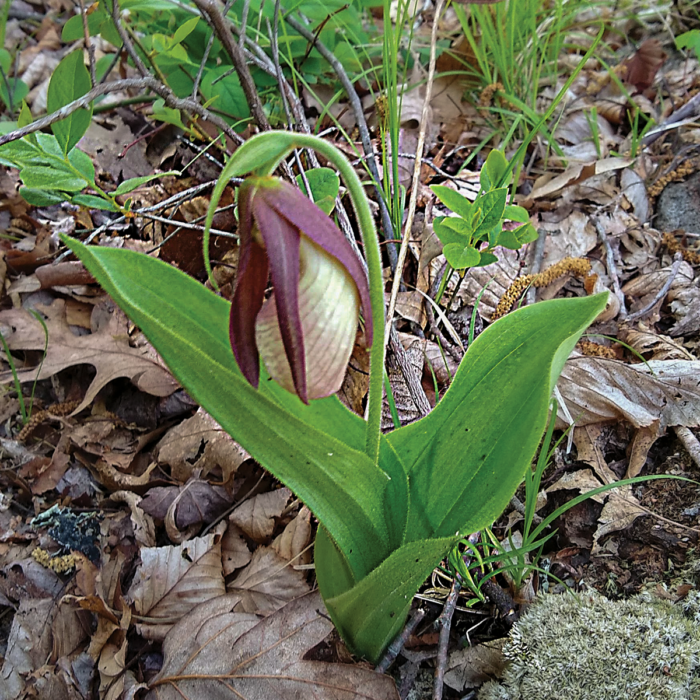 New Hardy Shade Plants to Grow Instead of the Usual Suspects - Fine ...