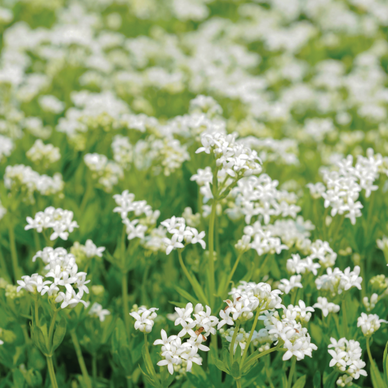 New Hardy Shade Plants to Grow Instead of the Usual Suspects - Fine ...