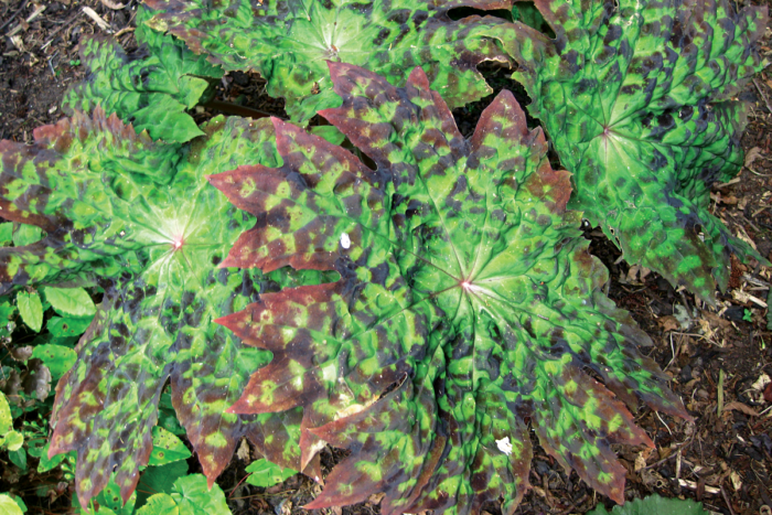 New Hardy Shade Plants to Grow Instead of the Usual Suspects - Fine ...