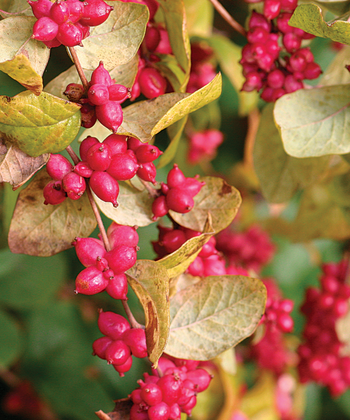 Shade-Loving Shrubs for the Southern Plains - Fine Gardening