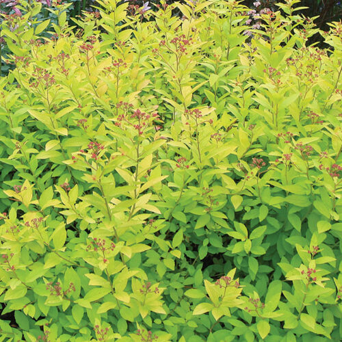 5 Bold Plants With Stunning Structure - Fine Gardening