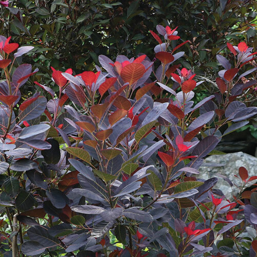 5 Bold Plants With Stunning Structure - Fine Gardening