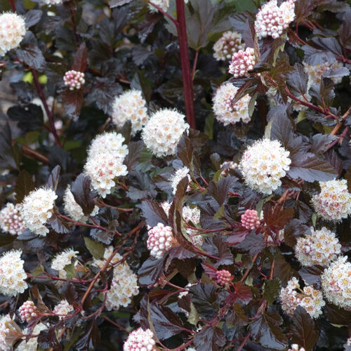 5 Bold Plants With Stunning Structure - Fine Gardening