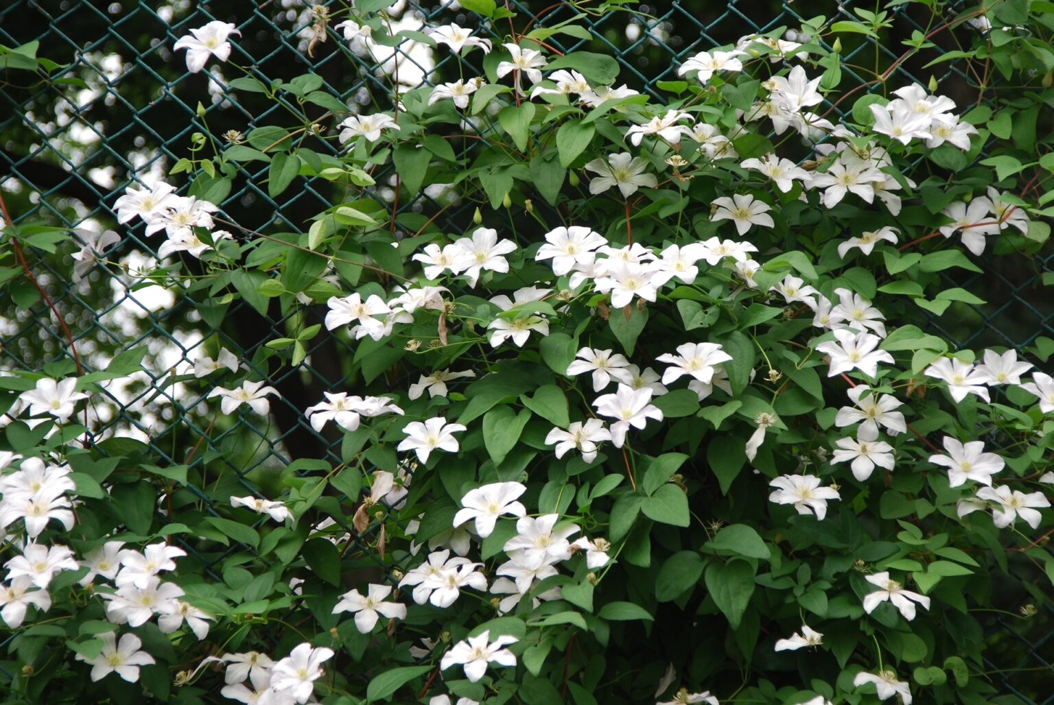 Not Your Ordinary White Flowers - Fine Gardening
