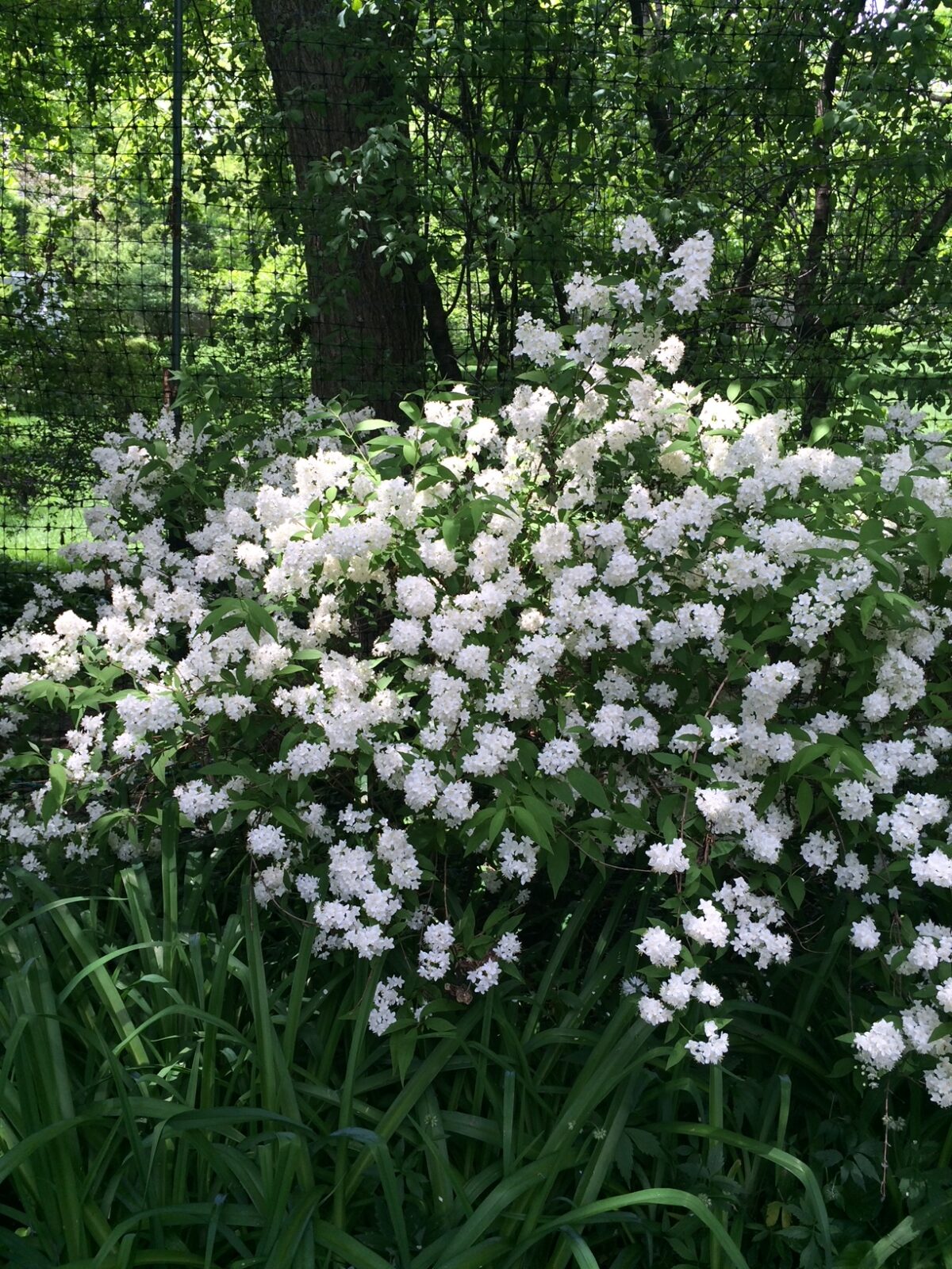 Not Your Ordinary White Flowers - Fine Gardening