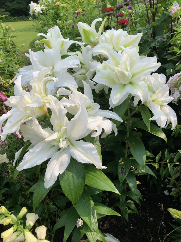 Not Your Ordinary White Flowers - Fine Gardening