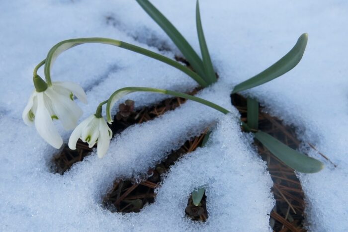 A Tradition of Snowdrops - Fine Gardening