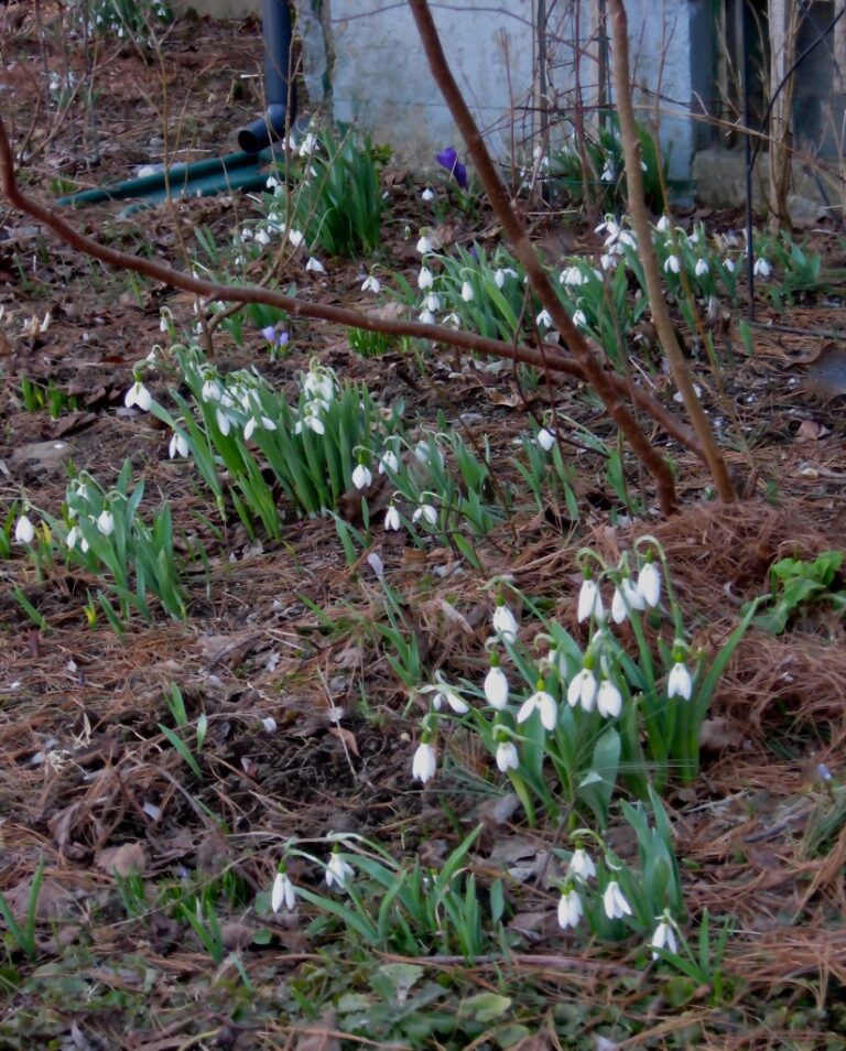A Tradition of Snowdrops - Fine Gardening