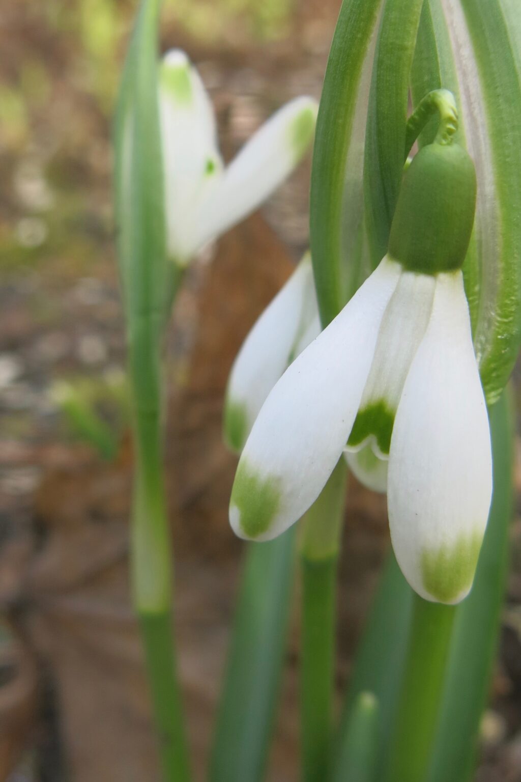 A Tradition of Snowdrops - Fine Gardening