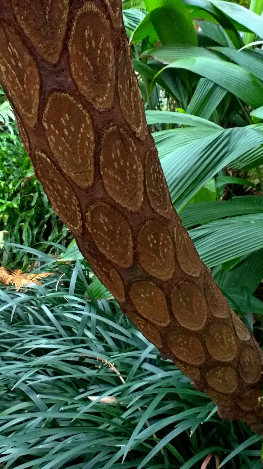 GPOD on the Road: Sydney, Australia - Fine Gardening