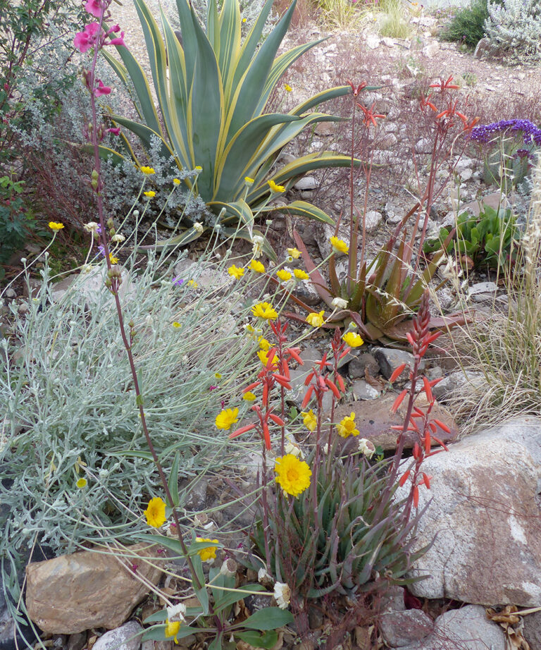 Easy-to-Grow Native Wildflowers for the Southwest - Fine Gardening