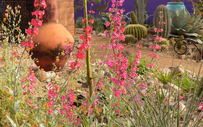 Easy-to-Grow Native Wildflowers for the Southwest - Fine Gardening