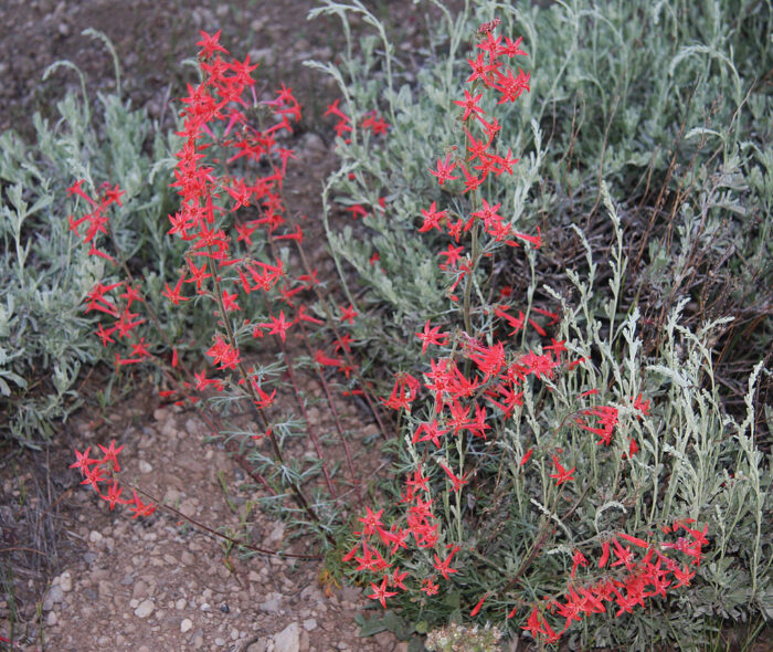 Native Annuals and Biennials for Rocky Mountain Gardens - Fine Gardening