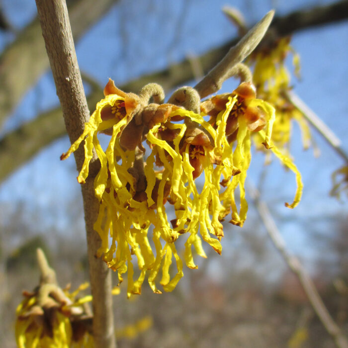 Plants with Early Spring Flower Fragrance for the Midwest - Fine Gardening
