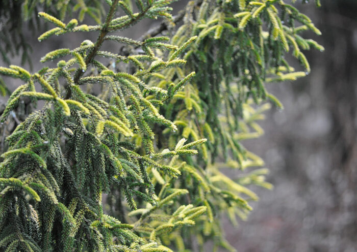 Colorful Conifers for Year-Round Interest - Fine Gardening