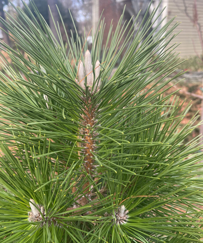 Colorful Conifers for Year-Round Interest - Fine Gardening