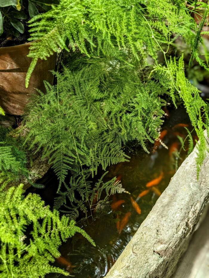 Dede’s Sunroom Garden - Fine Gardening