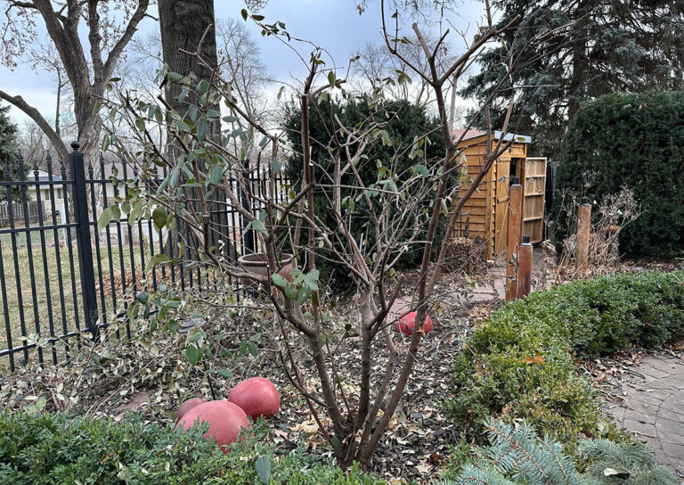 Rejuvenation Pruning Tips for Overgrown Shrubs - Fine Gardening