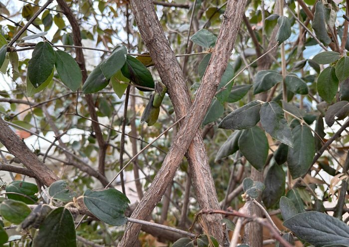 Rejuvenation Pruning Tips for Overgrown Shrubs - Fine Gardening