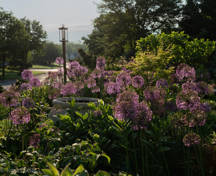 Review of 2022 in Kevin’s Garden - Fine Gardening