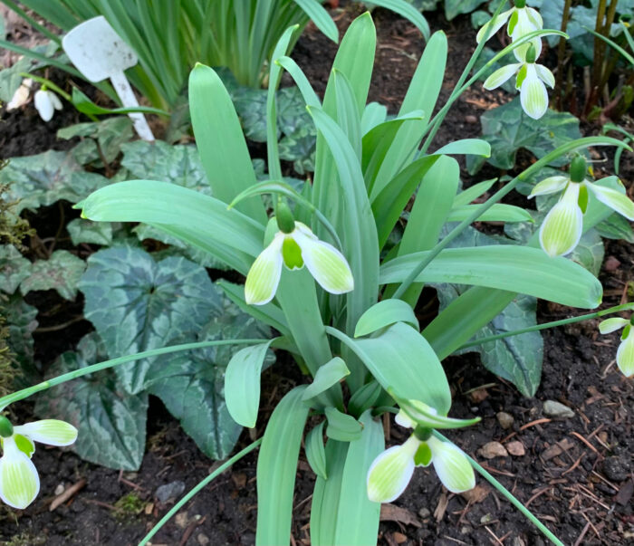 Galanthus: A Flower Carpet for the Early Spring Garden - Fine Gardening