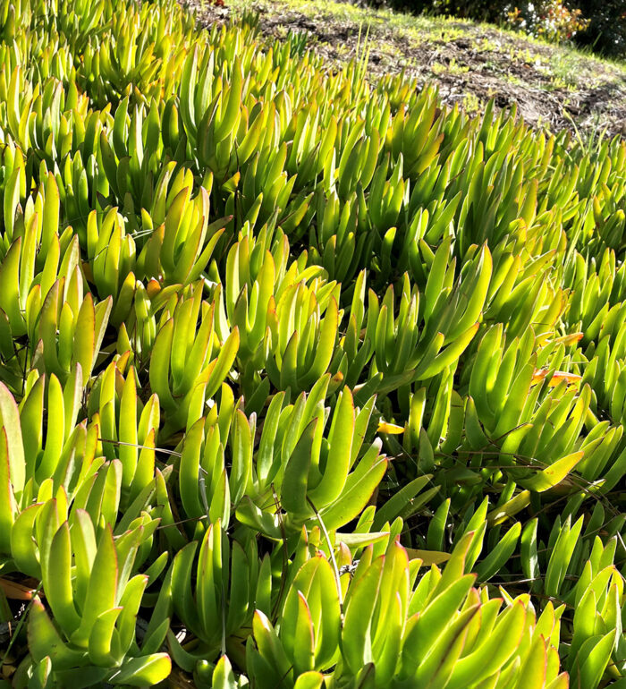 Invasive Plants to Avoid in Northern California - Fine Gardening