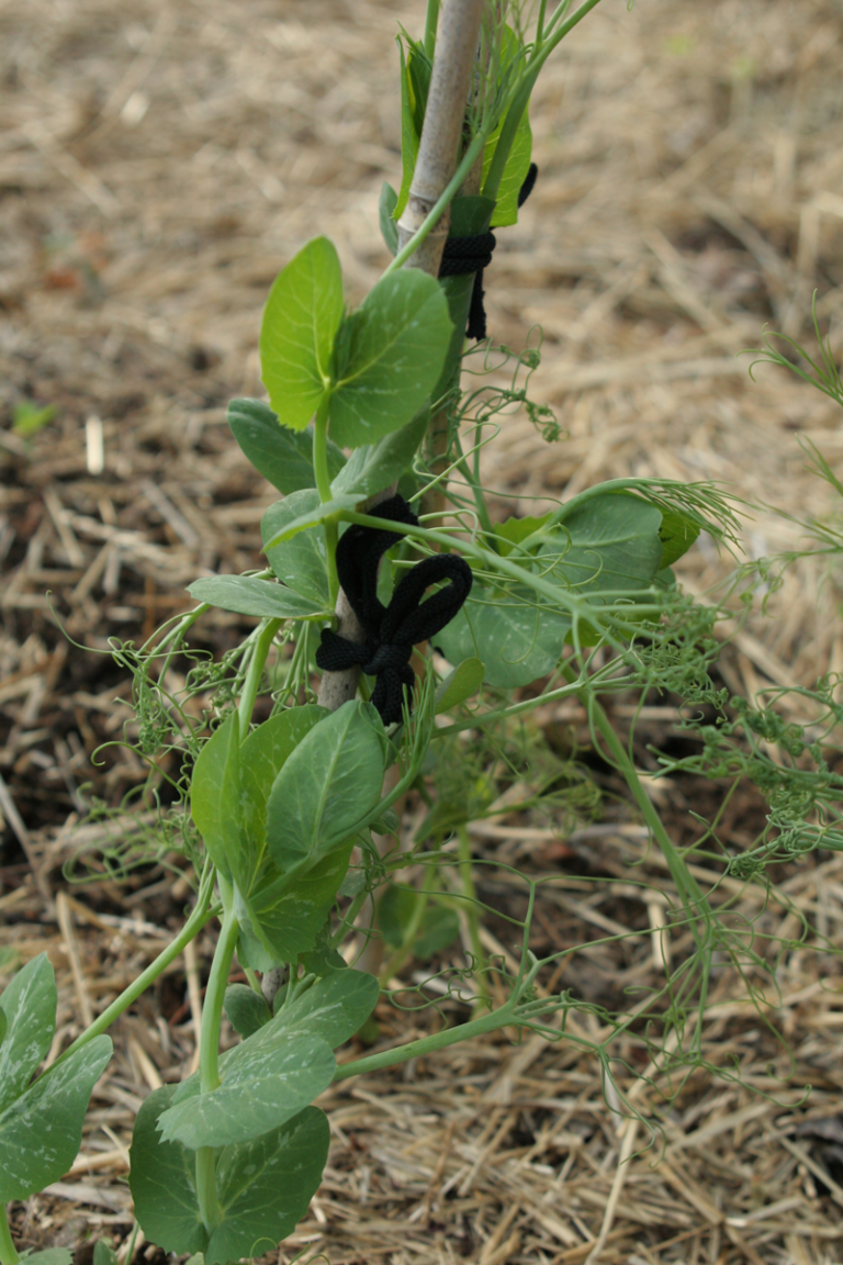 Episode 130: Favorite Spring Greens - Fine Gardening