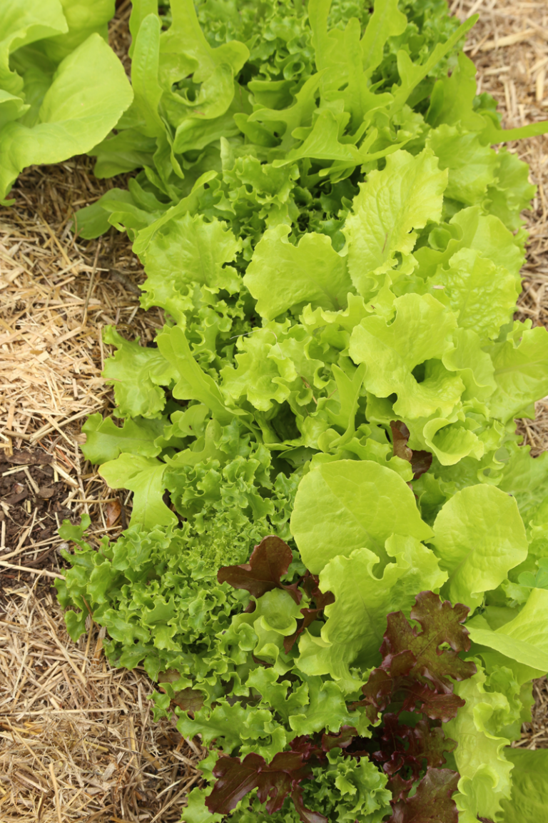 Episode 130: Favorite Spring Greens - Fine Gardening