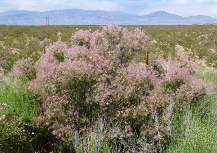 Durable Flowers to Grow in Sagebrush Country - Fine Gardening