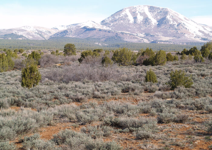 Durable Flowers to Grow in Sagebrush Country - Fine Gardening
