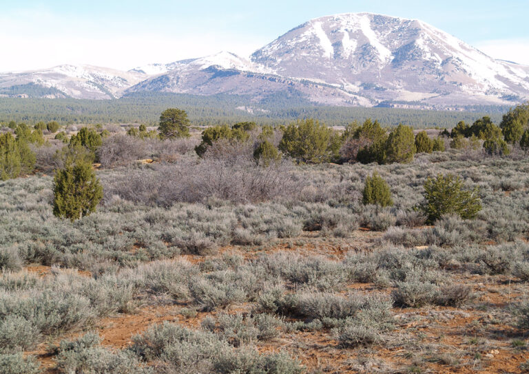 Durable Flowers to Grow in Sagebrush Country - FineGardening