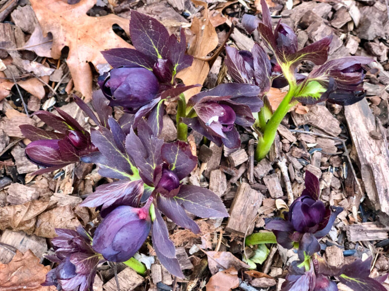 Early Spring in Pennsylvania - Fine Gardening