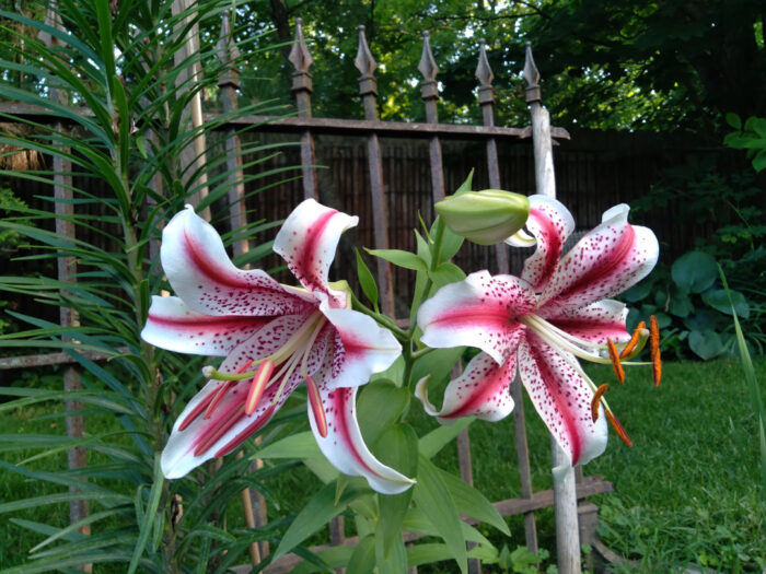 Back to the Mohawk Valley - Fine Gardening