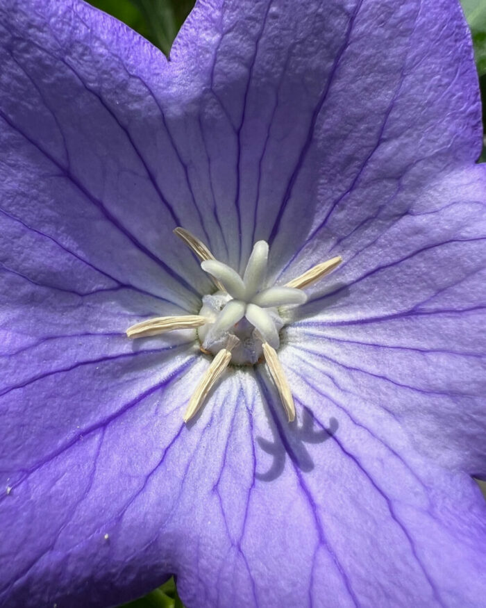 More Close-ups in Hugh’s Garden - Fine Gardening