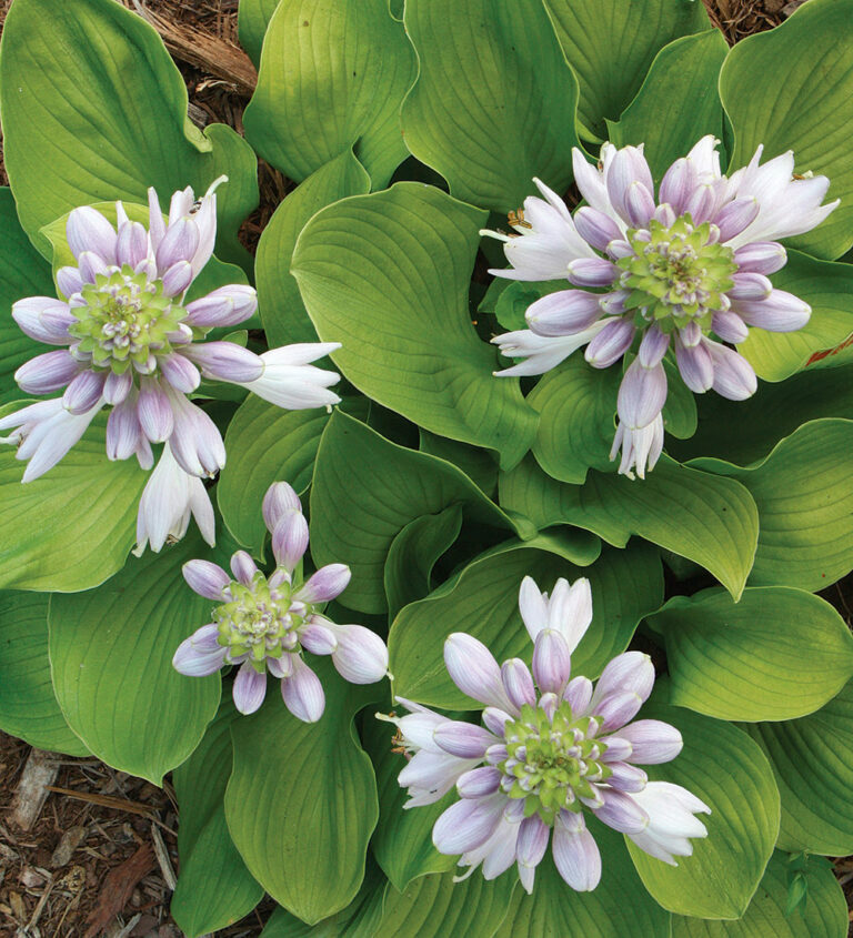 Best New Plants for 2023: Exciting Options for This Season - Fine Gardening