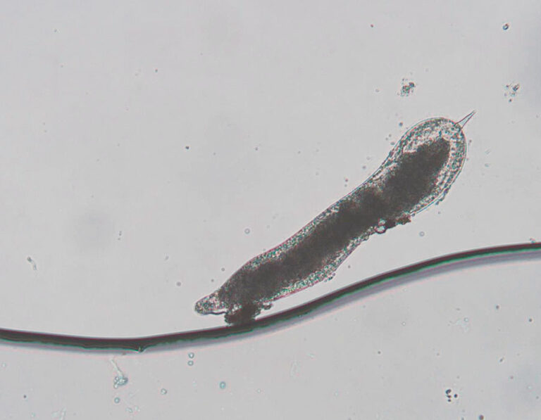 Be on the Lookout for Root-Knot Nematodes - Fine Gardening