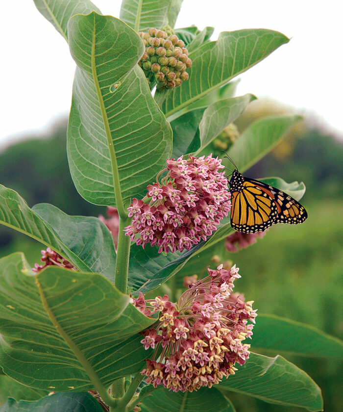 How to Create a Butterfly Haven - Fine Gardening