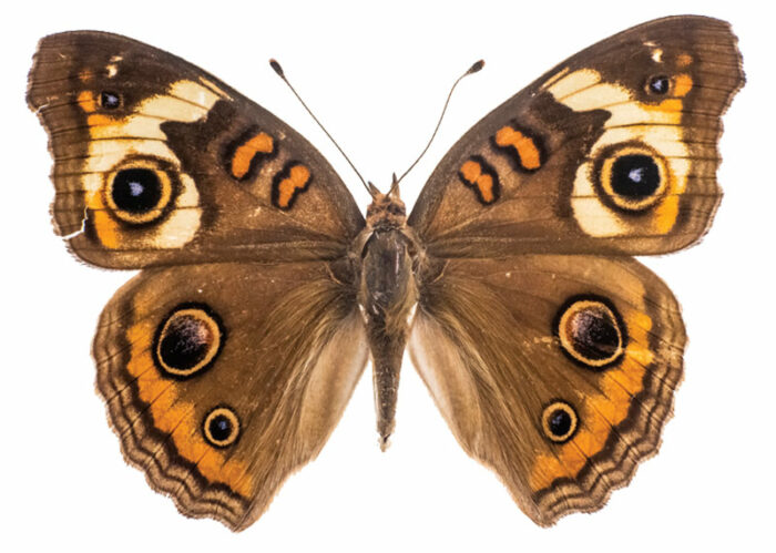 How to Create a Butterfly Haven - Fine Gardening