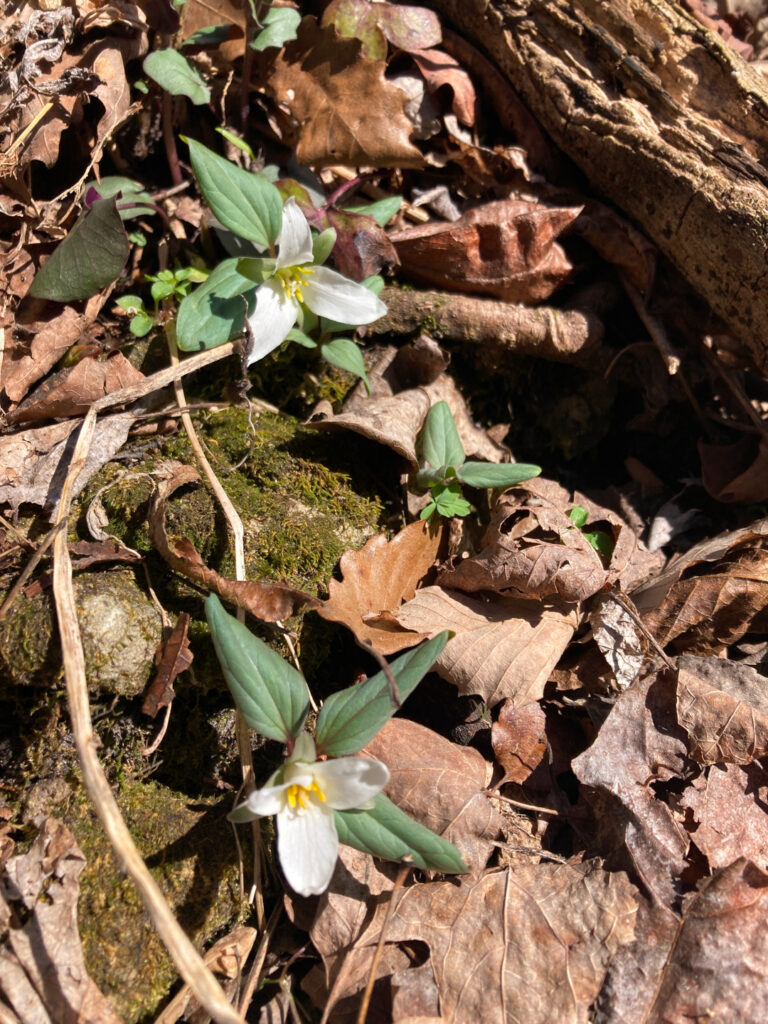 First Blooms of Early Spring - Fine Gardening