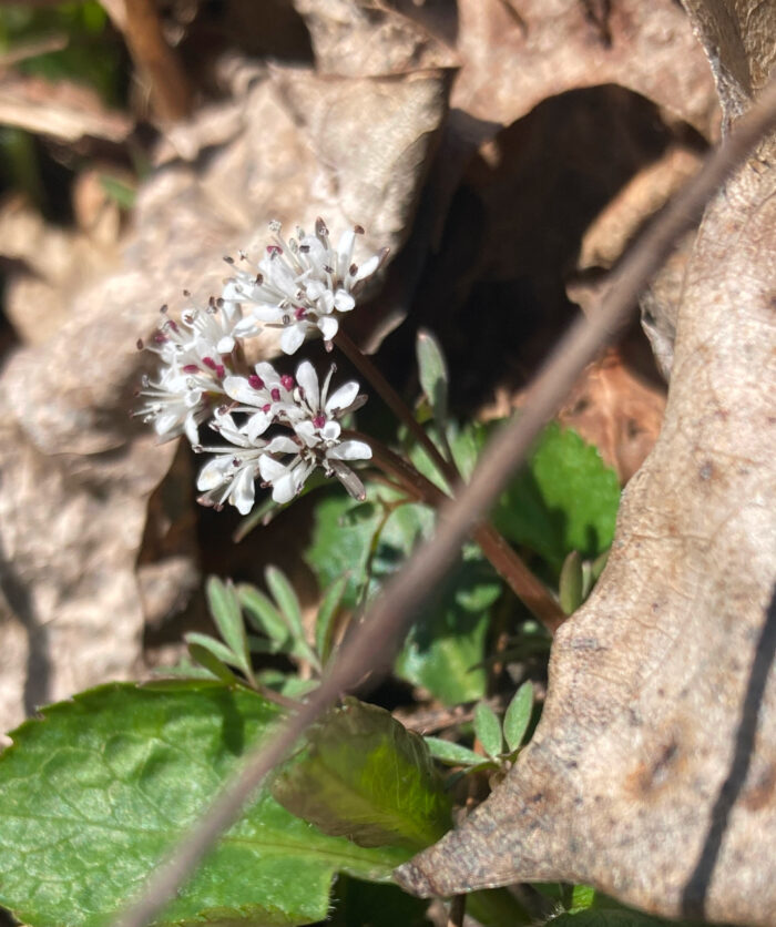First Blooms of Early Spring - Fine Gardening