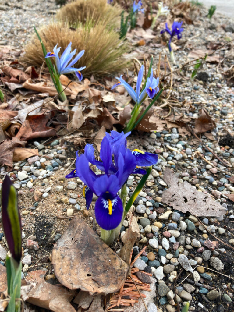 First Blooms of Early Spring - Fine Gardening