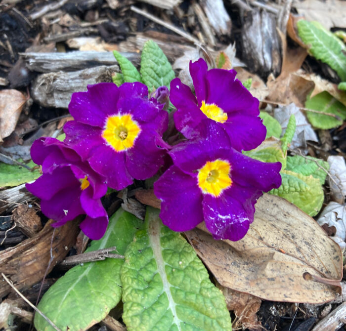 First Blooms of Early Spring - Fine Gardening