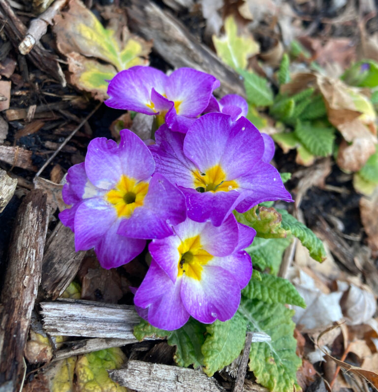 First Blooms of Early Spring - Fine Gardening